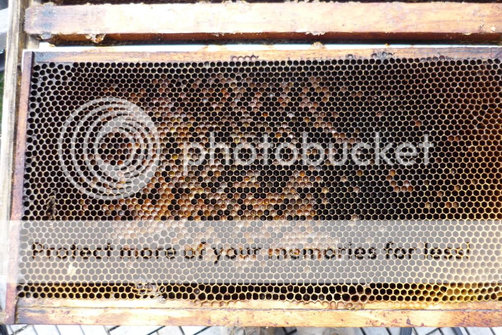 Inspection time and I need help | Beesource Beekeeping Forums
